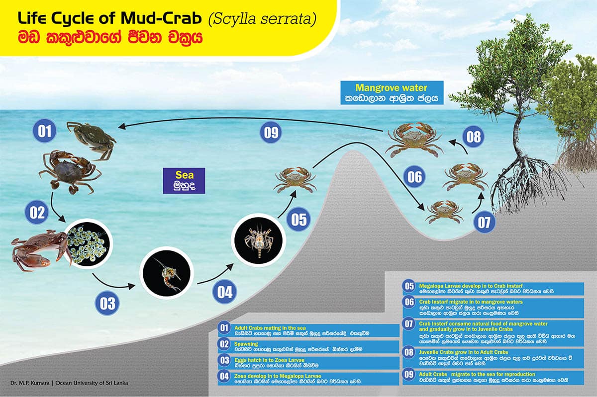 Coral Species and Life Cycles of Crabs & Shrimps – Lanka Mangrove Museum