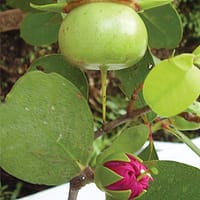 Mangroves – Lanka Mangrove Museum