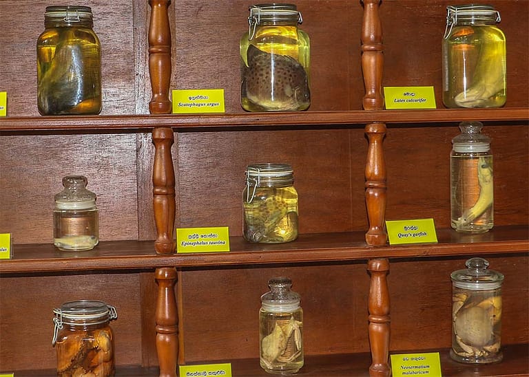 Virtual Tour – Lanka Mangrove Museum