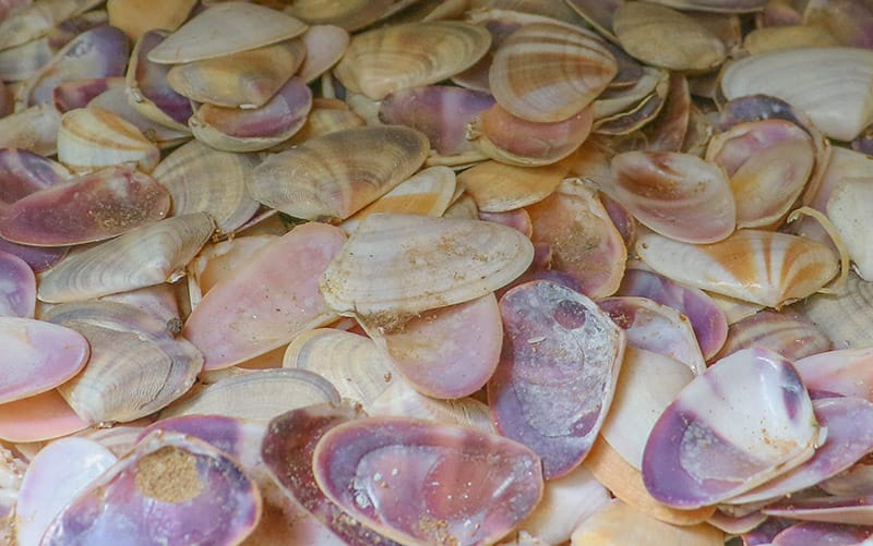 Bivalves and Gastropods – Lanka Mangrove Museum